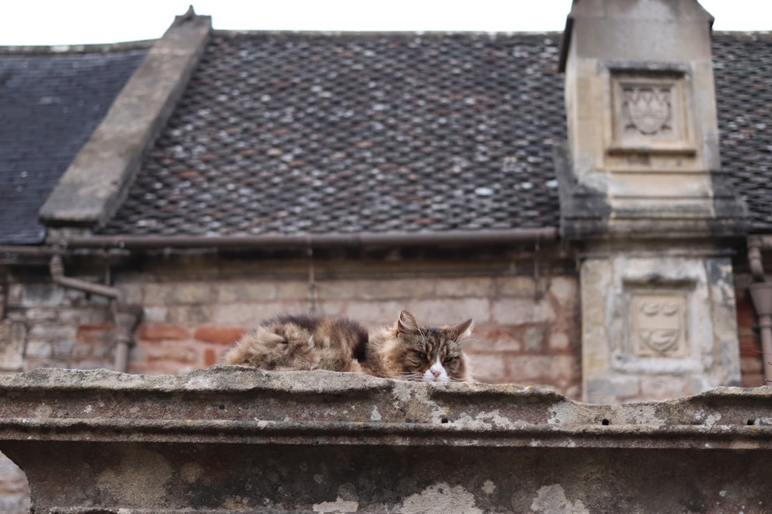 When to Get Sumo and Boogie Cat Based on Feline Science – petzeal